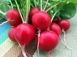 Growing and planting Radish | The Yorkshire Gardener
